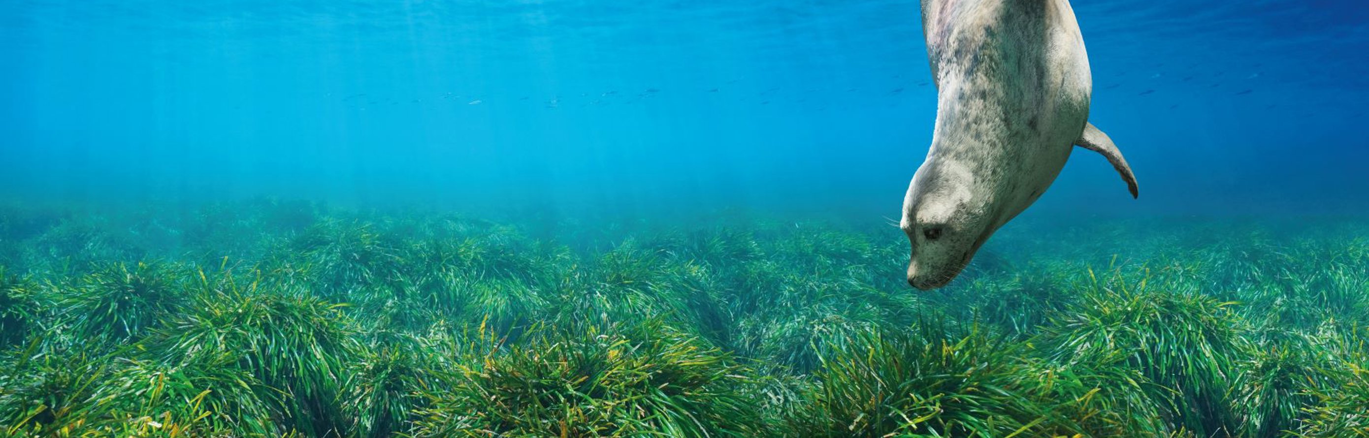 Sustainability Case Stories Planting Seeds Of Hope By Restoring Seagrass In The Uk
