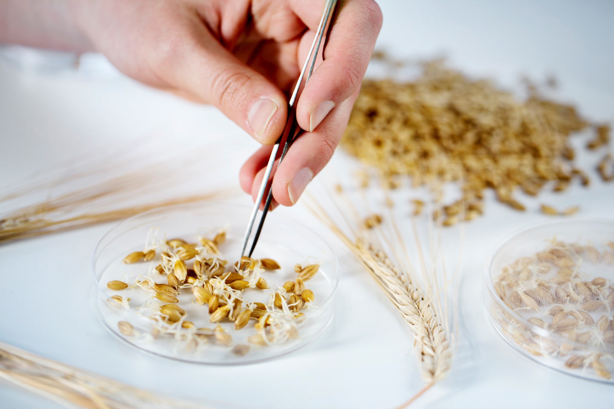Pursuit of Better » Scientific Discoveries » Sequencing the barley ...